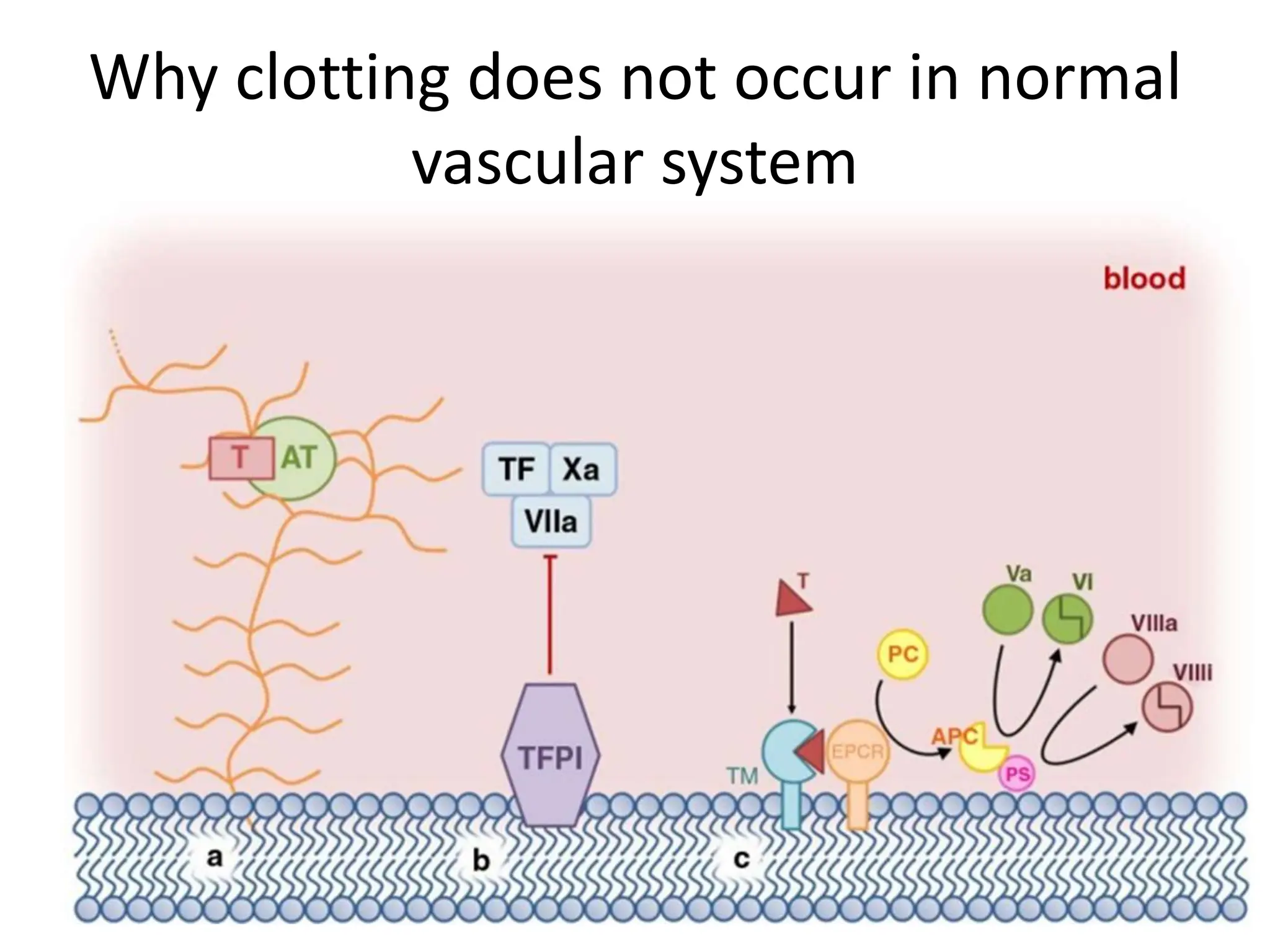 Blood Physiology Clotting mechanism (2).pptx