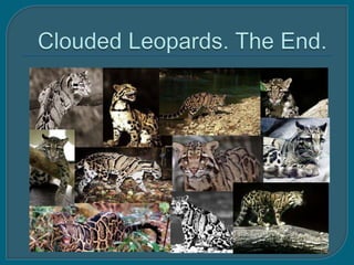 Clouded leopard | PPTX