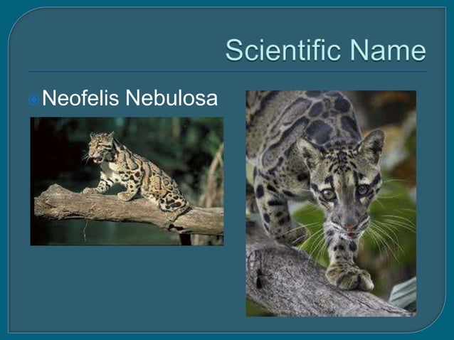 Clouded leopard | PPTX