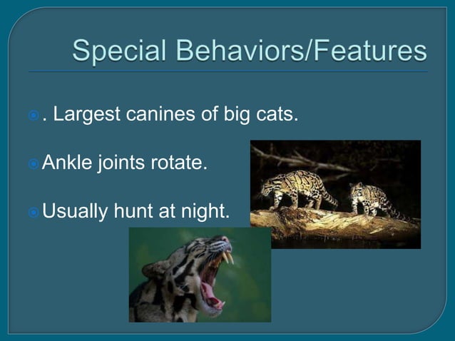 Clouded leopard | PPTX