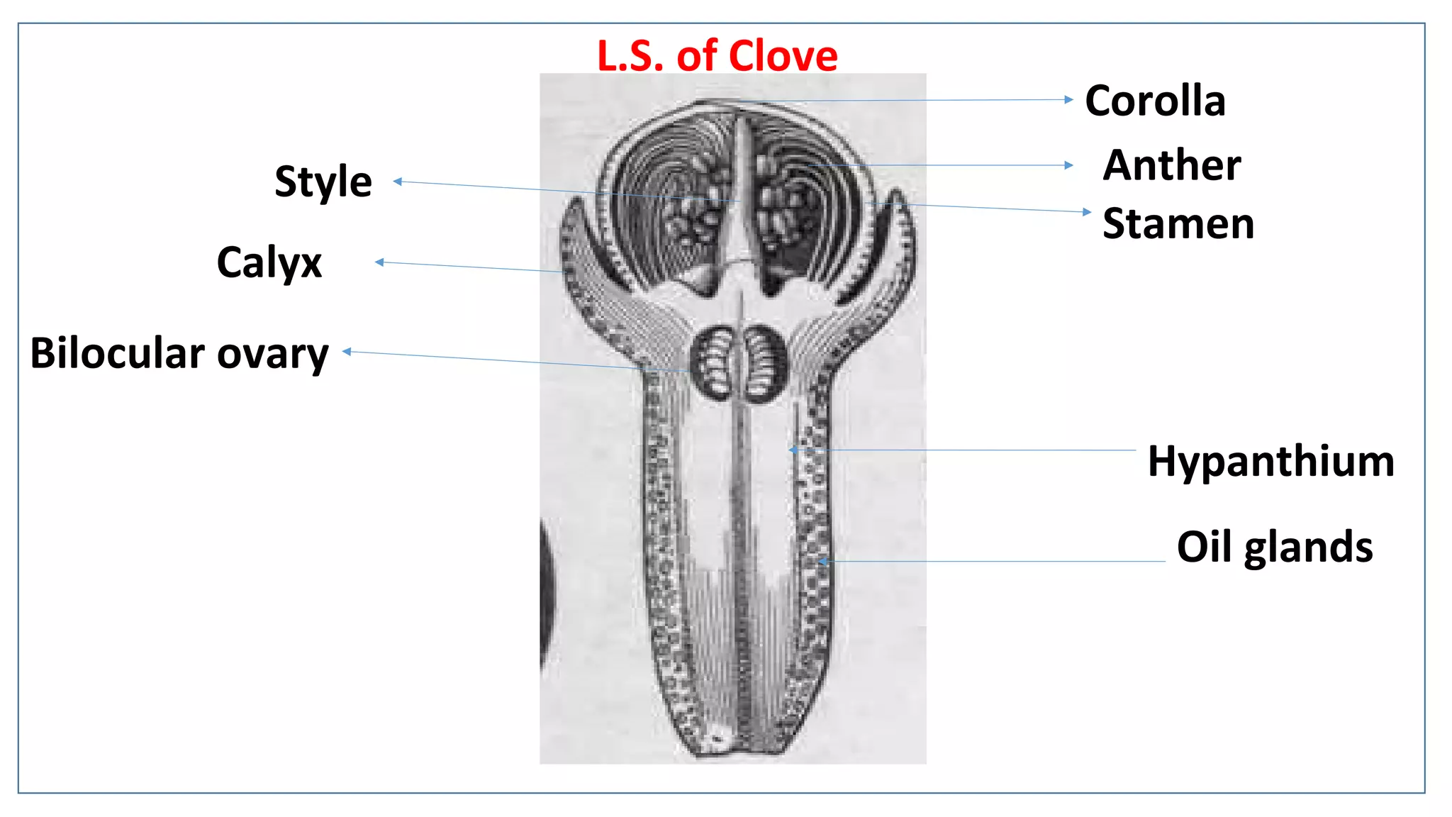Clove | PPT