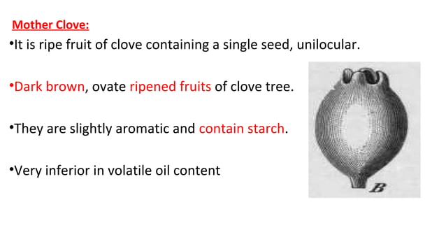 Clove | PPT