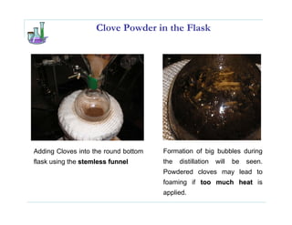 Clove Oil Steam Distillation | PDF