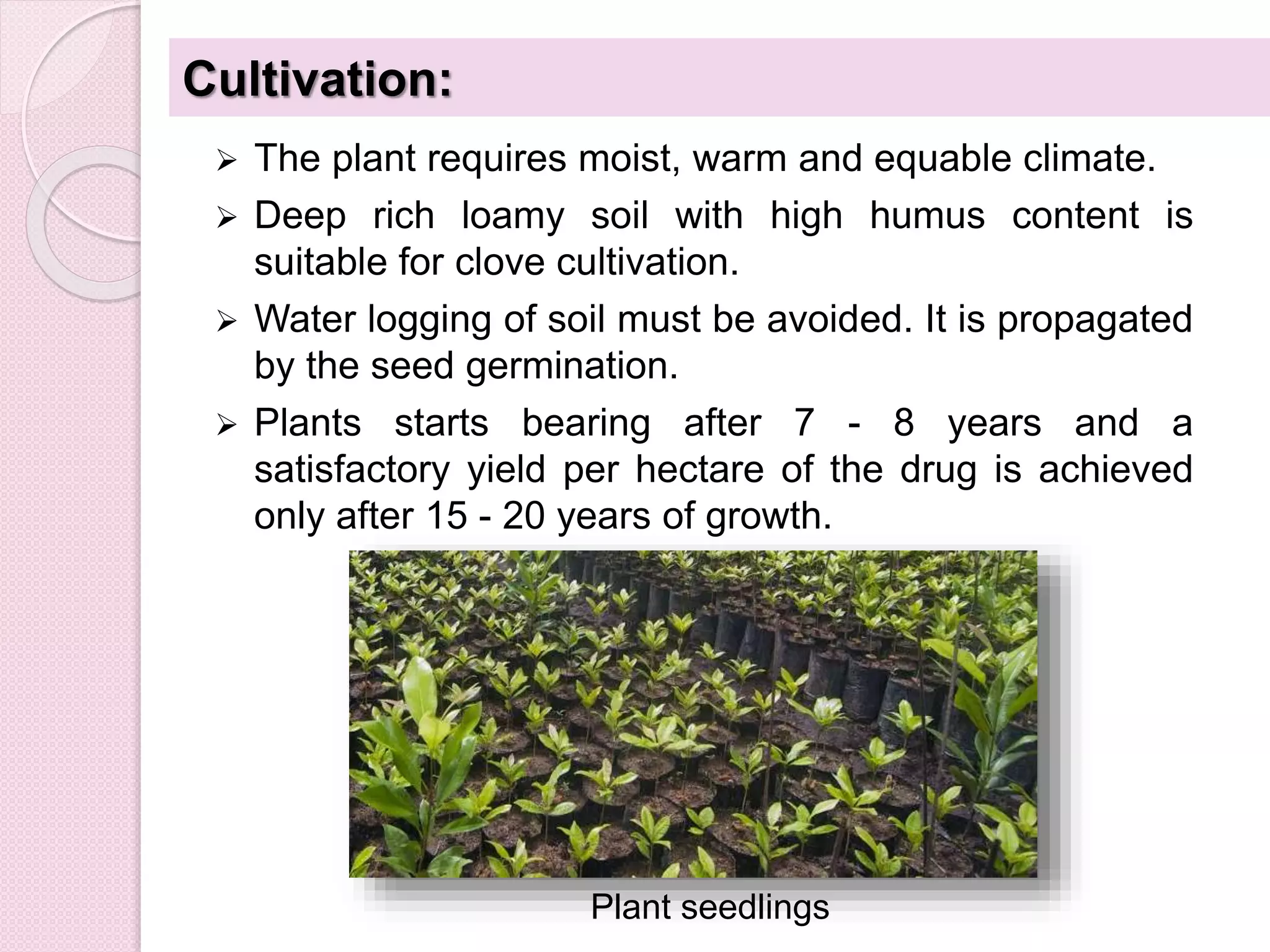 Clove medicinal uses | PPTX