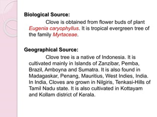 Clove medicinal uses | PPTX