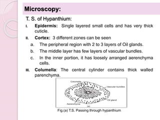 Clove medicinal uses | PPTX