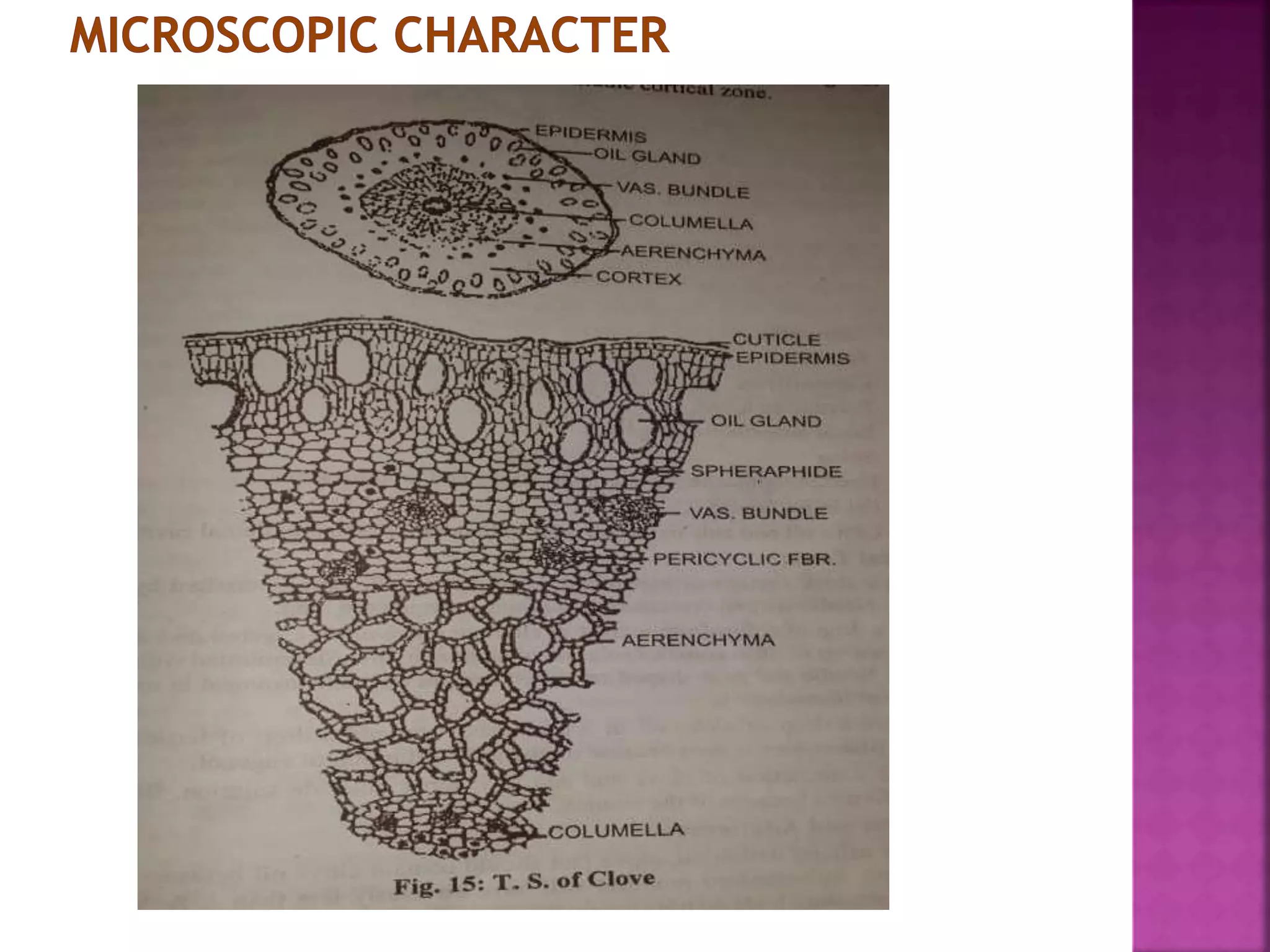 Clove PPT.pptx