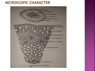 Clove presentation | PPTX