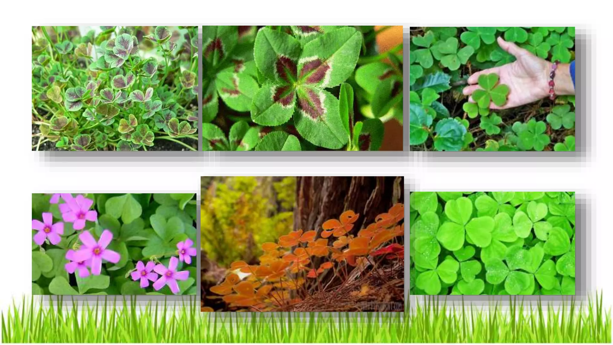 What is leaf clovers? | PPTX