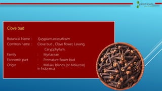 Clove bud | PPTX
