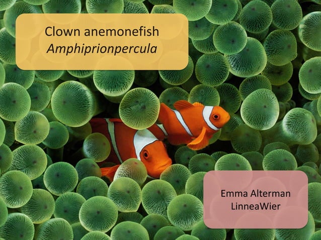 Clownfish | PPTX