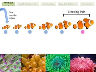 Clownfish | PPTX