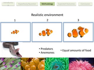 Clownfish | PPTX