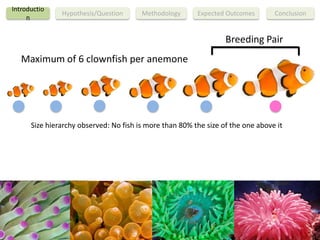 Clownfish | PPTX