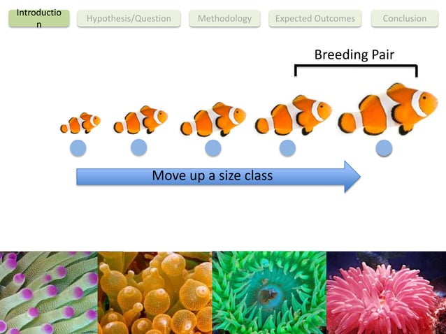 Clownfish | PPTX