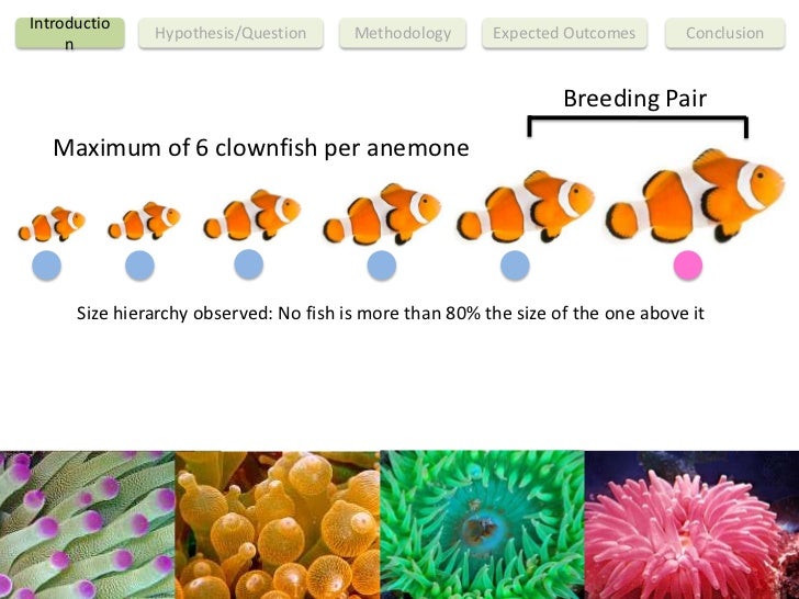 Clownfish