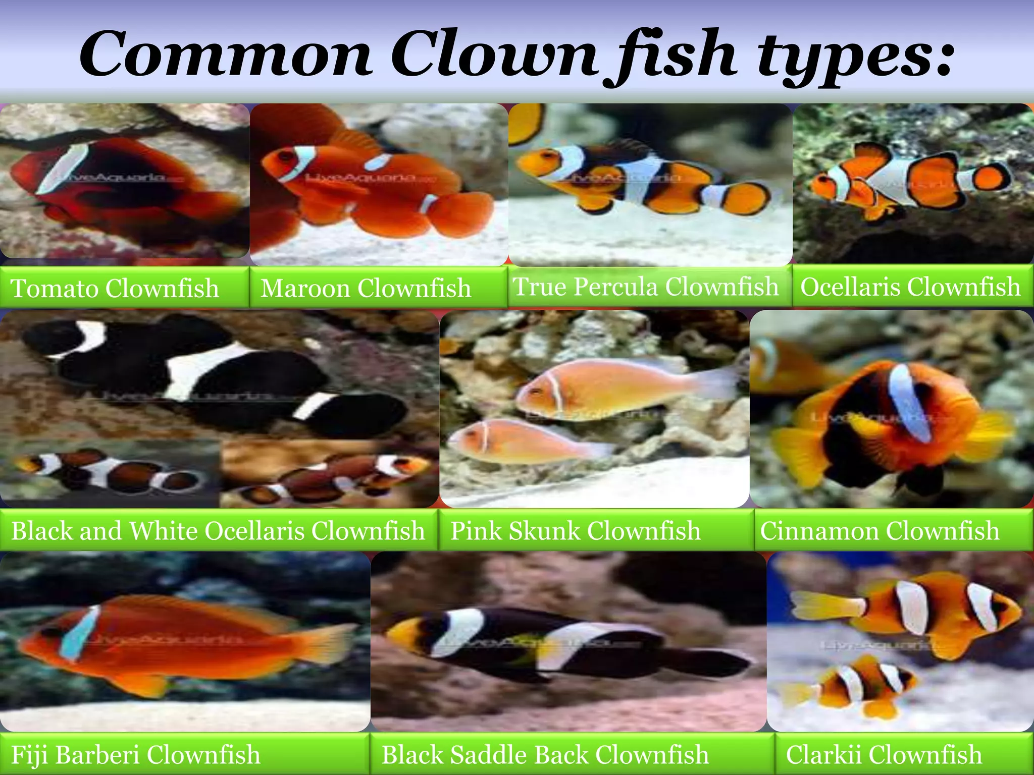 Clown fish | PPTX
