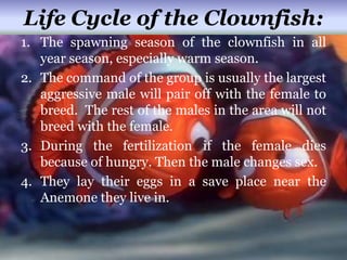 Clown fish | PPTX