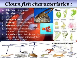 Life Cycle Of A Clown Fish