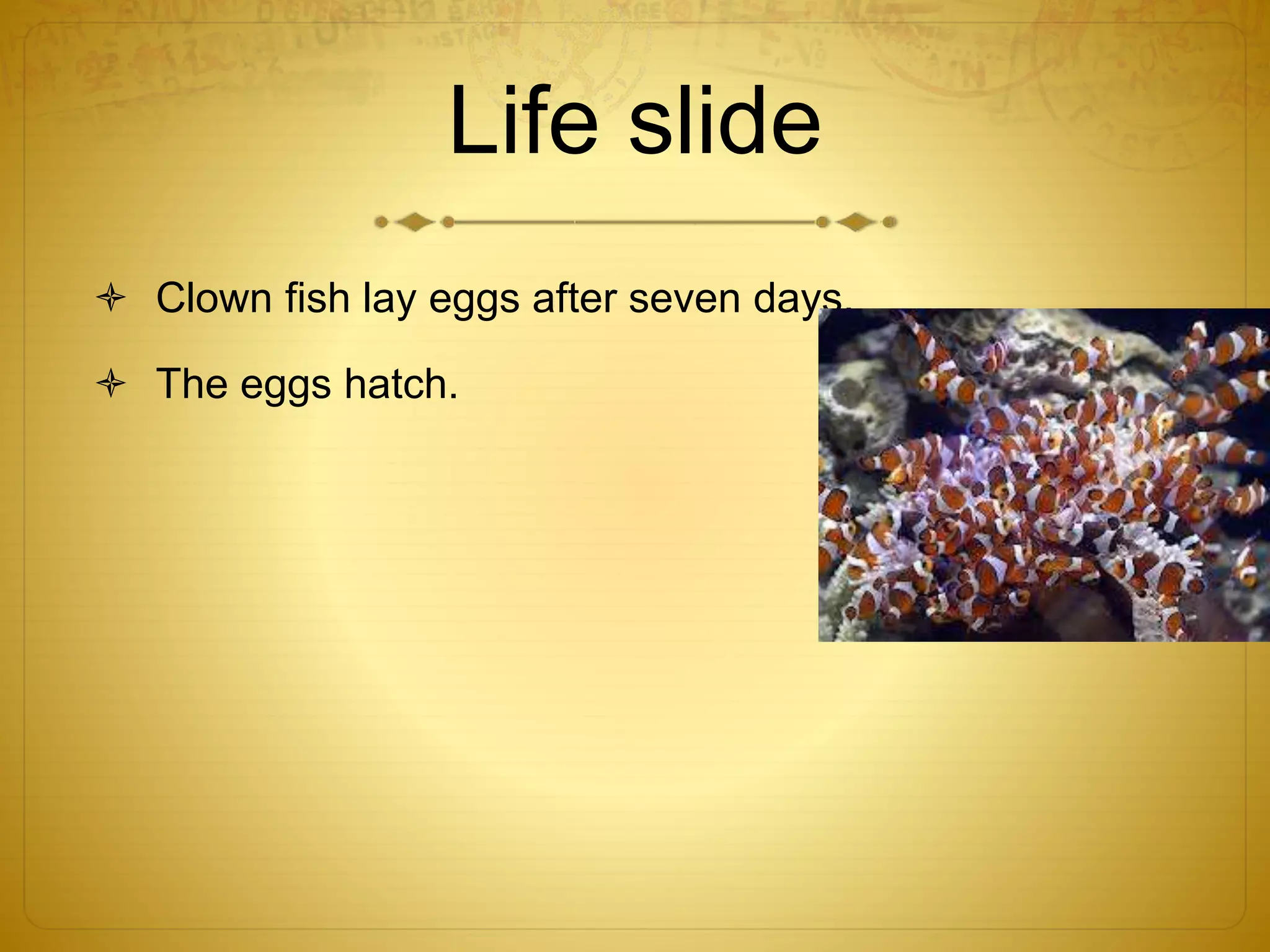 Clownfish | PPTX | Fish and Aquariums | Pets