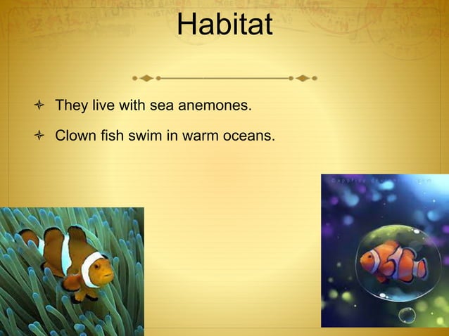 Clownfish | PPTX | Fish and Aquariums | Pets
