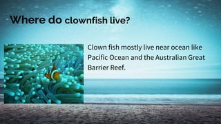 Clown Fish | PPTX | Fish and Aquariums | Pets