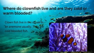 Clown Fish | PPTX | Fish and Aquariums | Pets