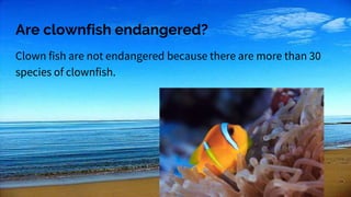 Clown Fish | PPTX | Fish and Aquariums | Pets