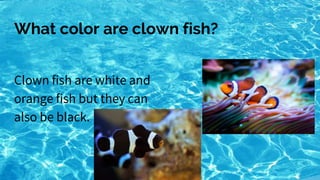 Clown Fish | PPTX | Fish and Aquariums | Pets
