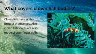 Clown Fish | PPTX | Fish and Aquariums | Pets