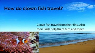 Clown Fish | PPTX | Fish and Aquariums | Pets