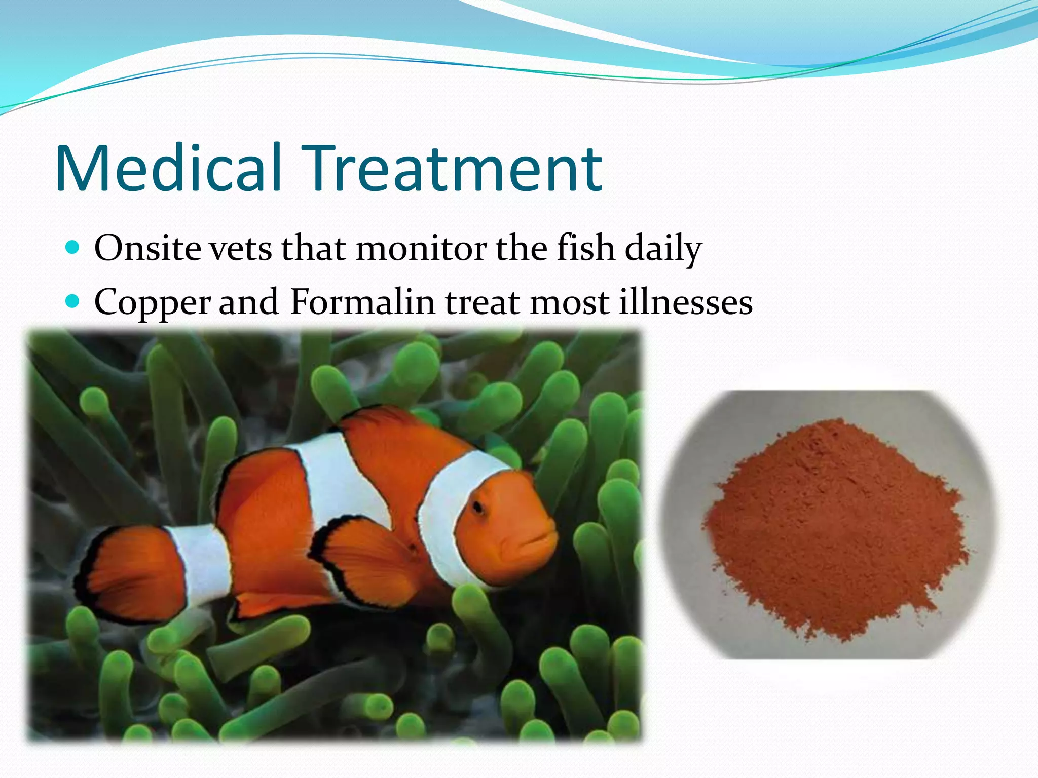 Clown fish habitat | PPTX