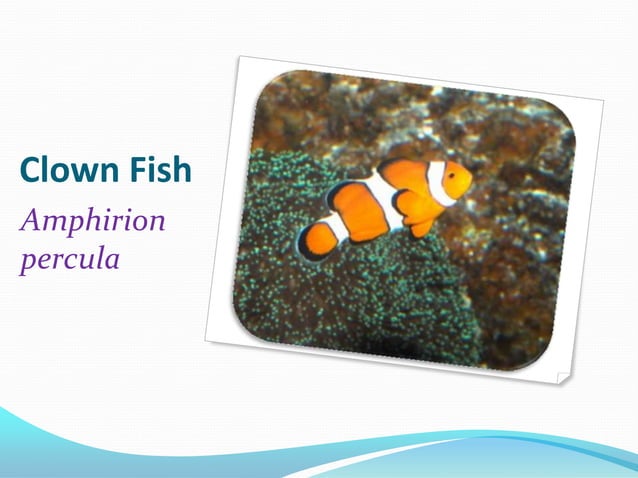 Clown fish habitat | PPTX