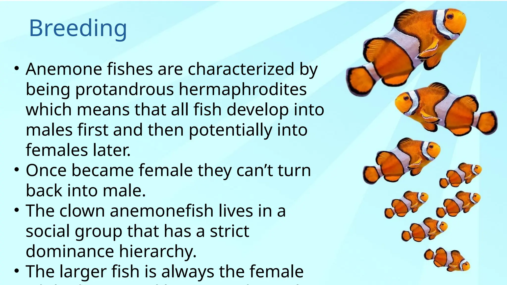 clown fish morphology , facts and breeding.pptx