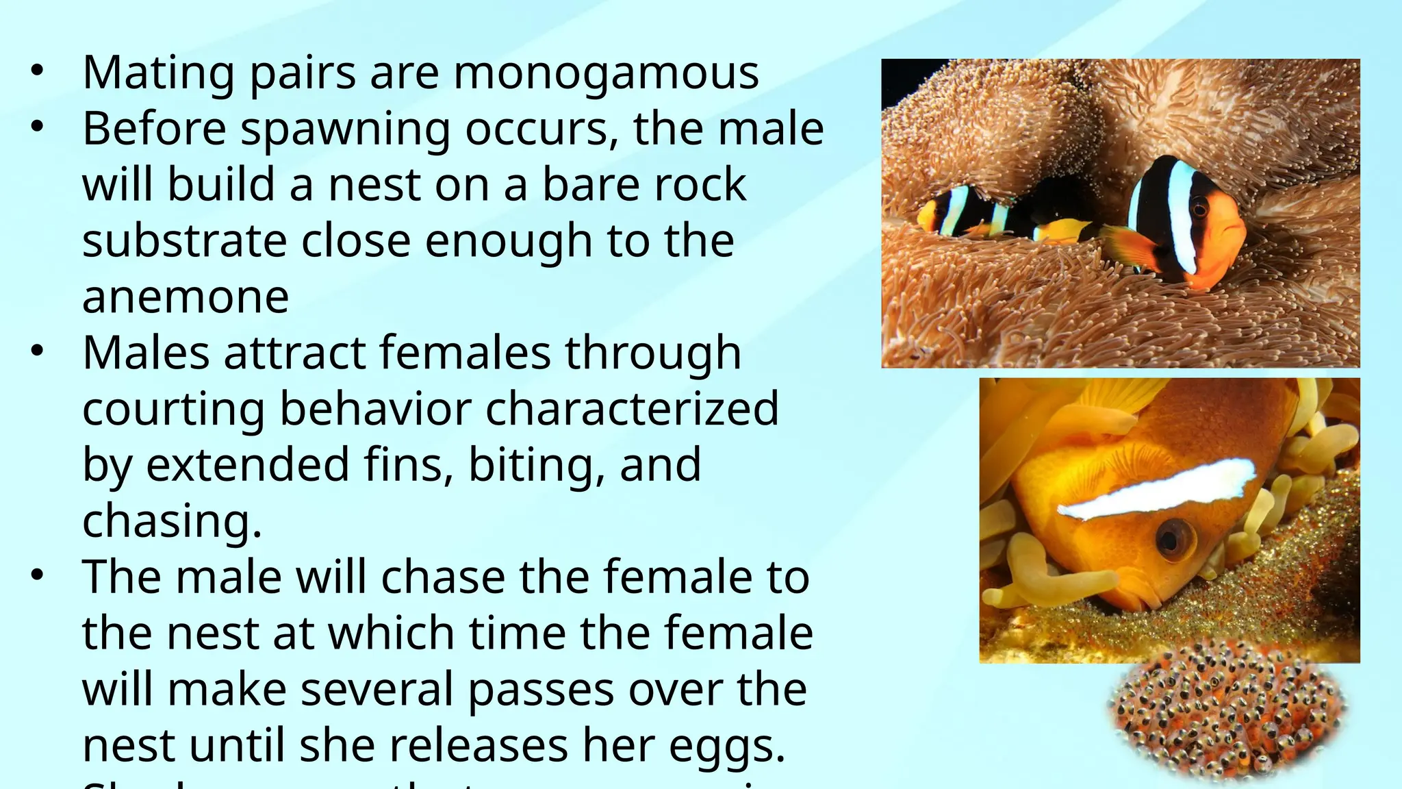 clown fish morphology , facts and breeding.pptx