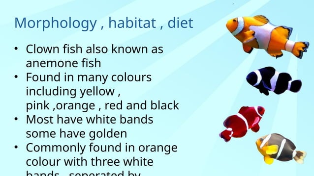 clown fish morphology , facts and breeding.pptx