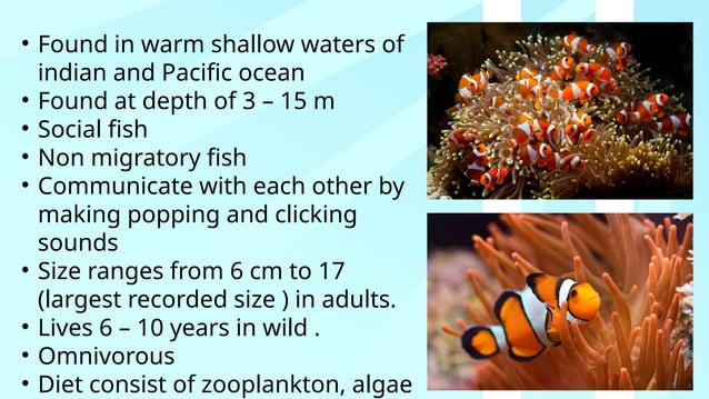 clown fish morphology , facts and breeding.pptx