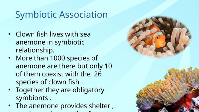 clown fish morphology , facts and breeding.pptx