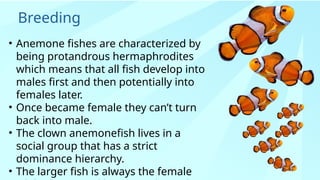 clown fish morphology , facts and breeding.pptx