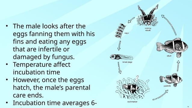 clown fish morphology , facts and breeding.pptx
