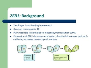 Cleft lip and palate: Examining variations on ZEB1 gene | PPT