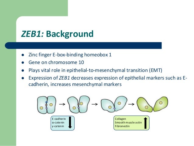 Cleft lip and palate: Examining variations on ZEB1 gene