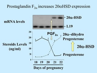 Mechanism controlling Corpus Luteum regressions | PPT
