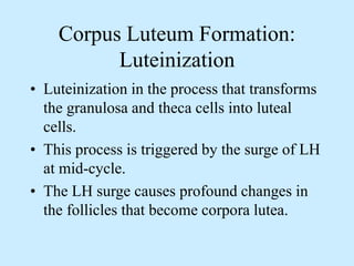 Mechanism controlling Corpus Luteum regressions | PPT