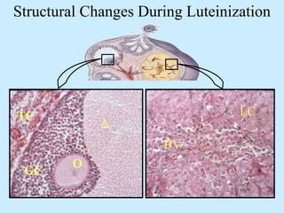 Mechanism controlling Corpus Luteum regressions | PPT