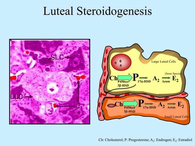 Mechanism controlling Corpus Luteum regressions | PPT