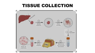 Clinical Laboratory Technology - Tissue collection and processing | PDF
