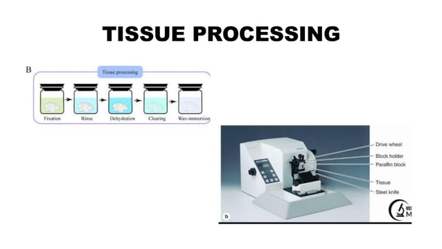Clinical Laboratory Technology - Tissue collection and processing | PDF