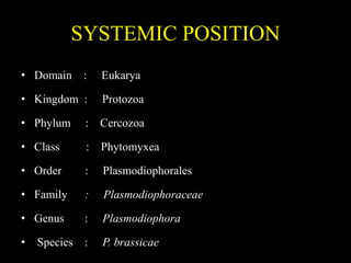 Clubroot of cabbage | PPTX
