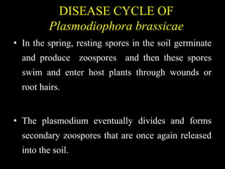 Clubroot of cabbage | PPTX